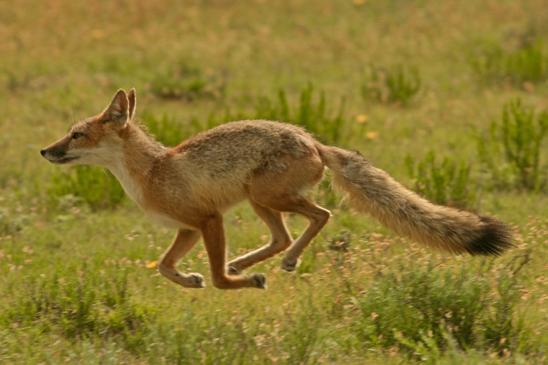 Calling all “Swifties” – the Swift Fox DEBUT | Defenders of Wildlife